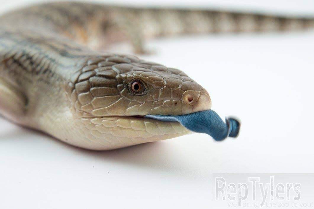 Packages – RepTylers – We Bring The Zoo To You | Brighton Reptile Parties